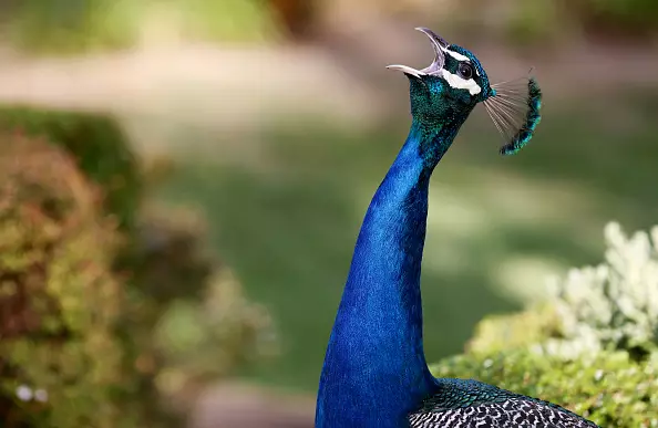 burung merak