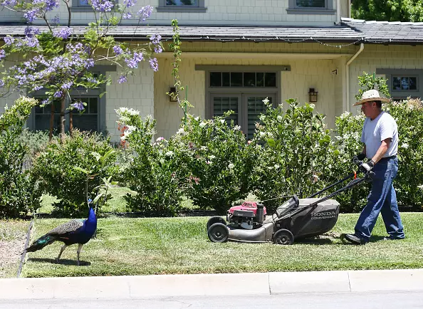 Los Angeles menghadapi pencerobohan beratus-ratus burung merak yang membahagikan daerah mengenai apa yang perlu dilakukan terhadap mereka 13217_7