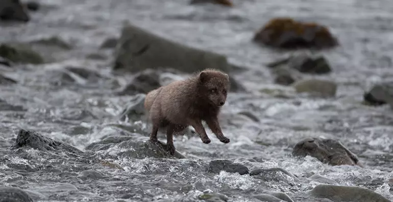 arctic fox