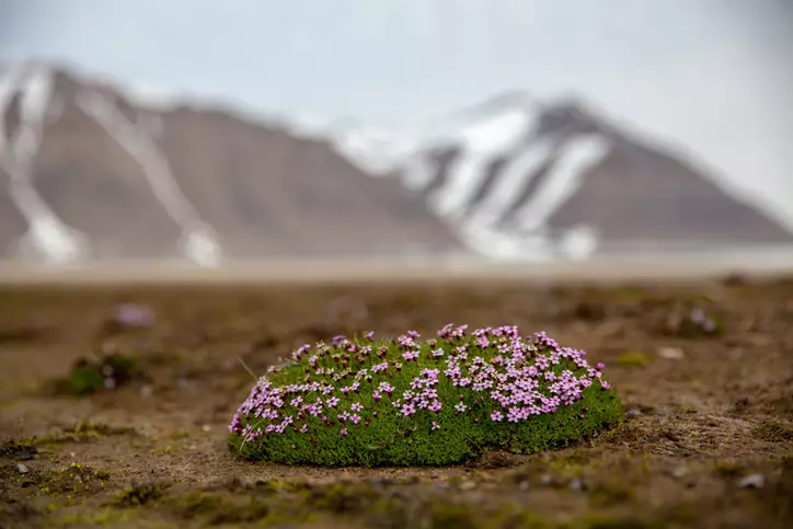 القطب الشمالي