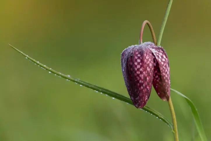 Planta care a evoluat pentru a se ascunde de oameni 13299_1