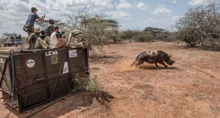 A fekete orrszarvúk visszatérnek a törzsi Afrikába