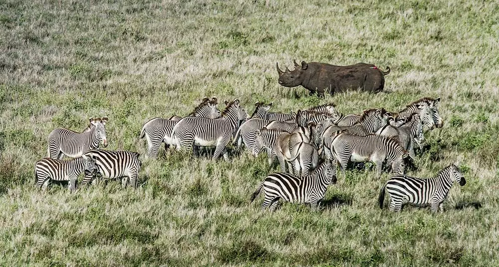 Ang mga itim na rhino ay bumalik sa tribong Africa 13320_4