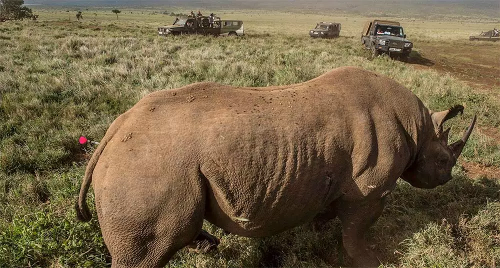 Ang mga itim na rhino ay bumalik sa tribong Africa 13320_6