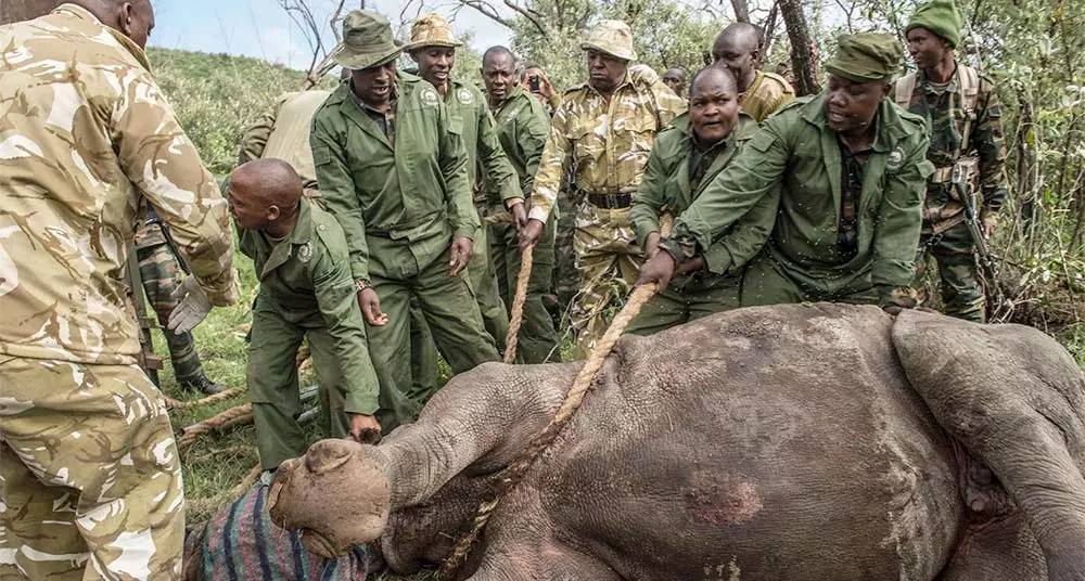 Ang mga itim na rhino ay bumalik sa tribong Africa 13320_7