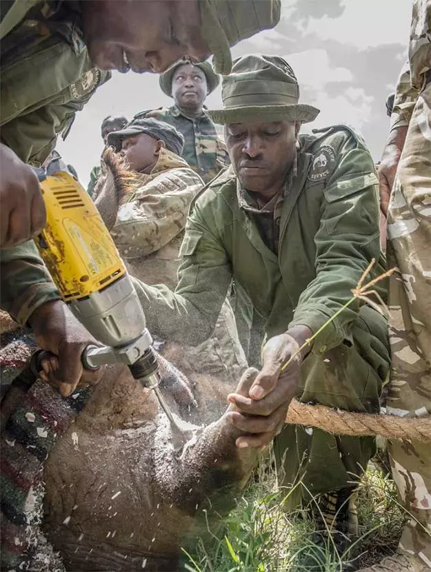 Spitzmaulnashörner kehren in das Stammes-Afrika zurück 13320_9