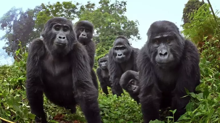 gorillad laulavad õhtusöögi ajal