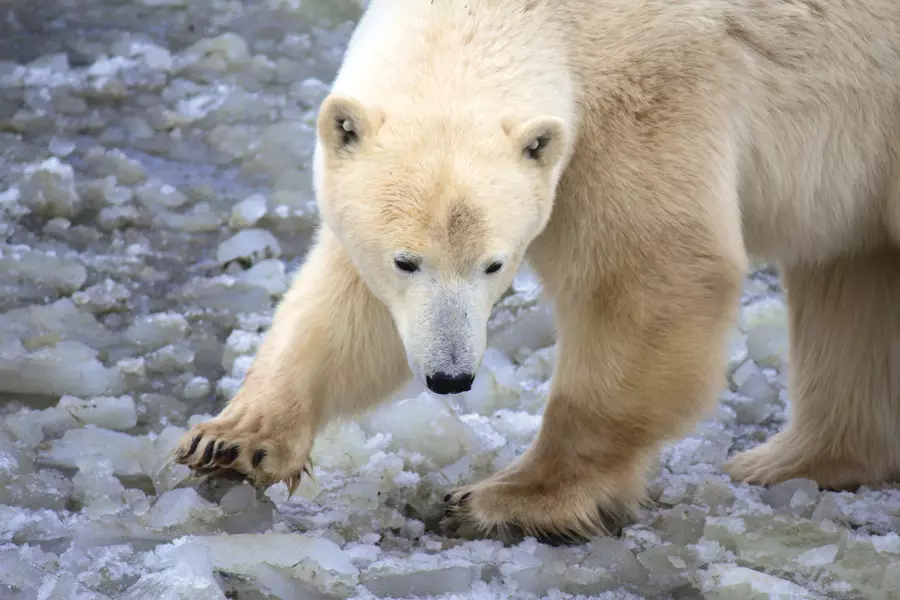 カナダのマラソンでタラウマラスが勝利 13454_4