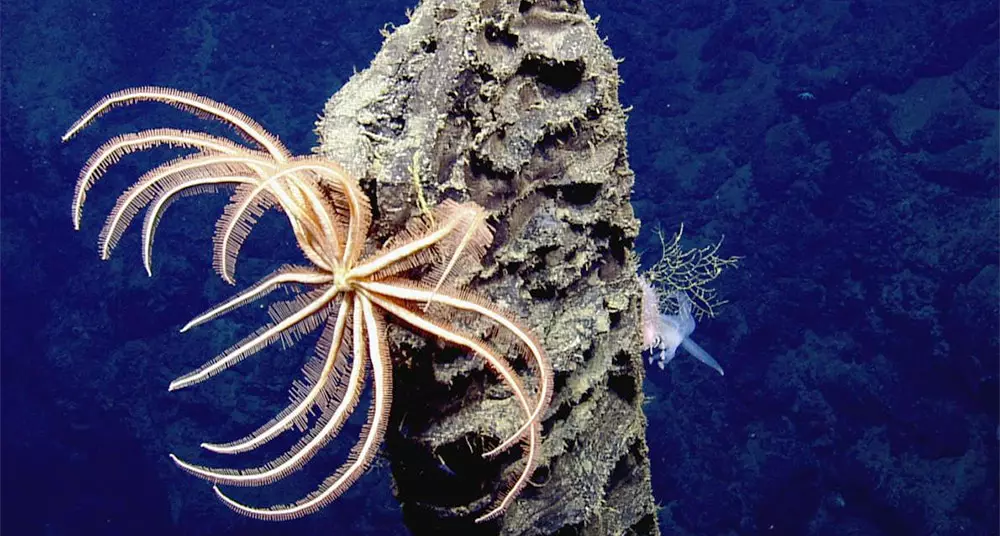 Exotesch Déieren a Landschaften vun de Galapagos 13602_10