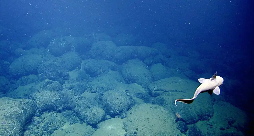 Exotesch Déieren a Landschaften vun de Galapagos 13602_11