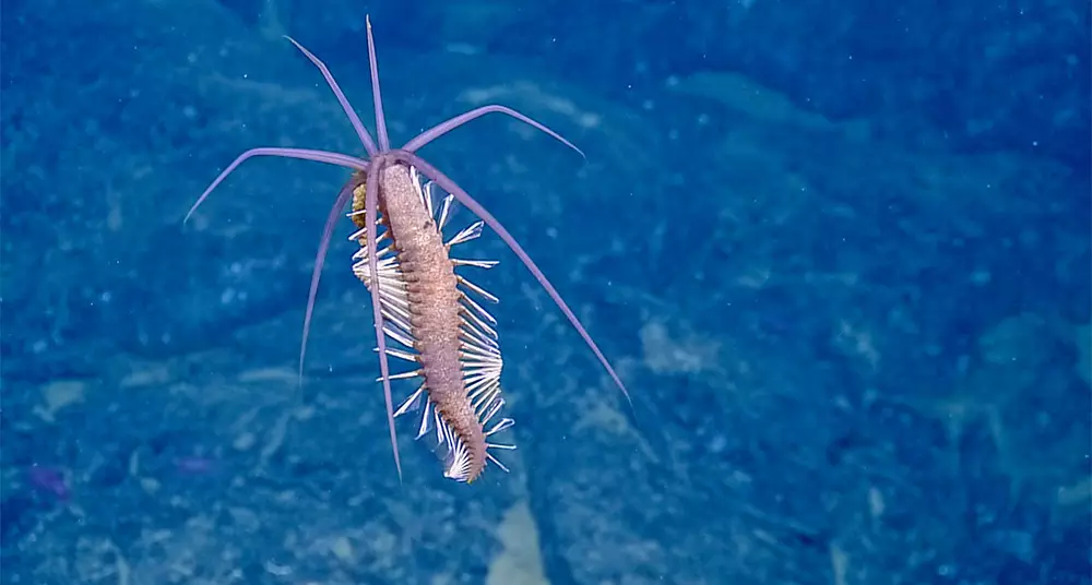 Exotesch Déieren a Landschaften vun de Galapagos 13602_4