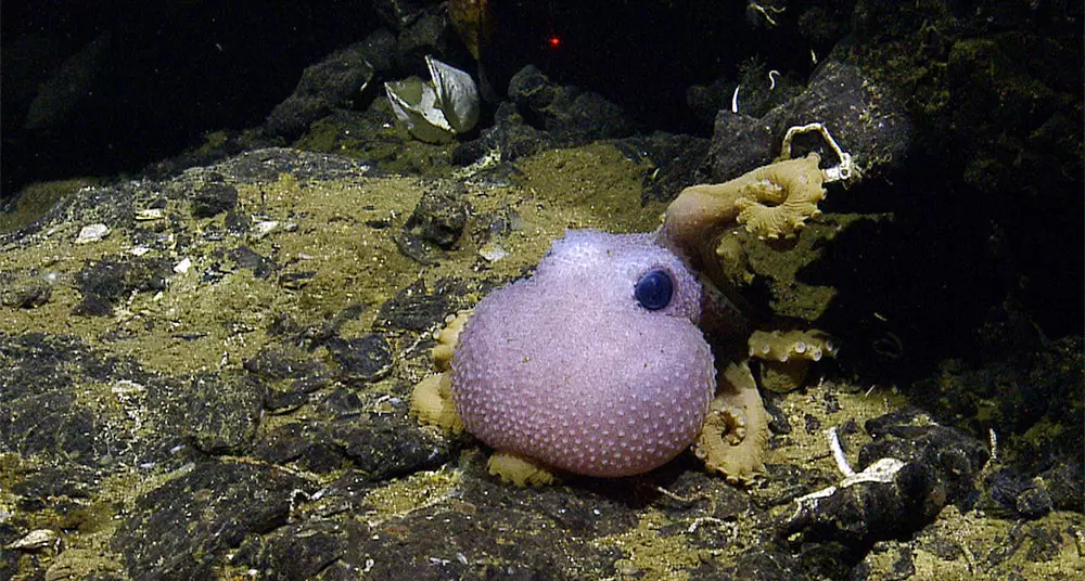 Exotesch Déieren a Landschaften vun de Galapagos 13602_6