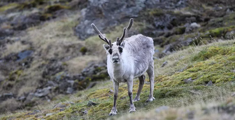 renne au svalbard