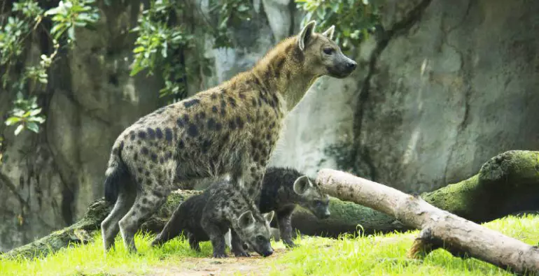 Dalawang batik-batik na hyena ang ipinanganak sa Chapultepec Zoo sa CDMX 13793_1