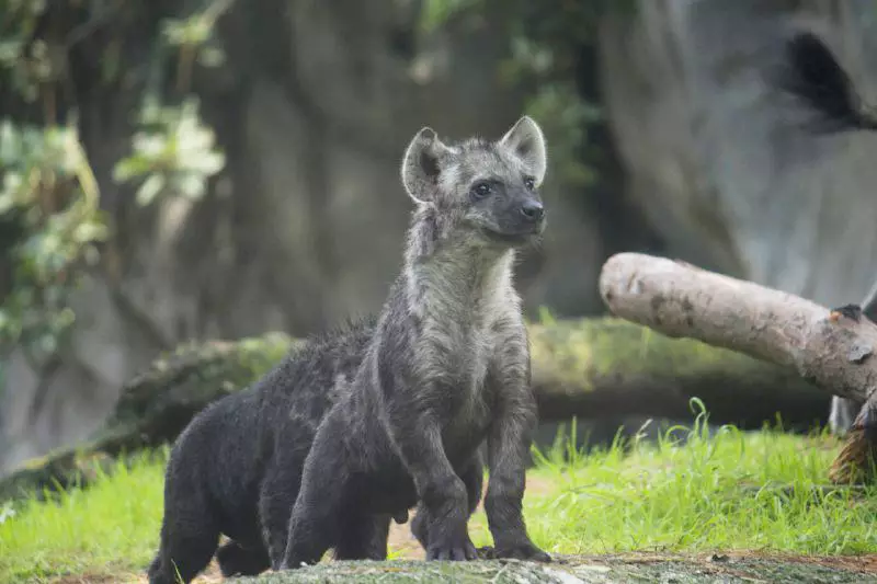 batik-batik na mga hyena