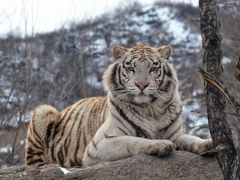 Bengal kaplanı sayımı