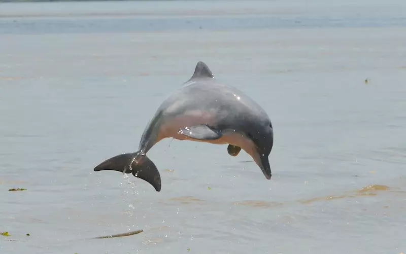 tucuxi freshwater dolphin