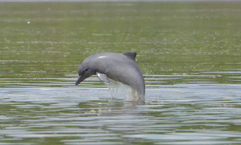 Zoetwaterdolfijnen worden met uitsterven bedreigd en kunnen in 2021 verdwijnen 13871_3