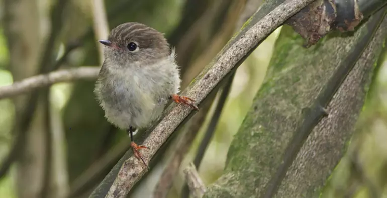 manuk pulo otak manuk