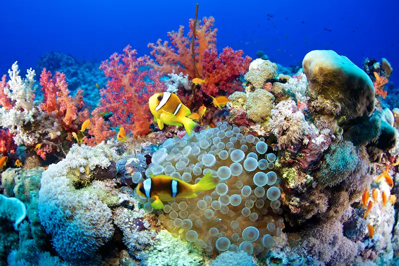 Clown Fish Clown Fish Red Sea