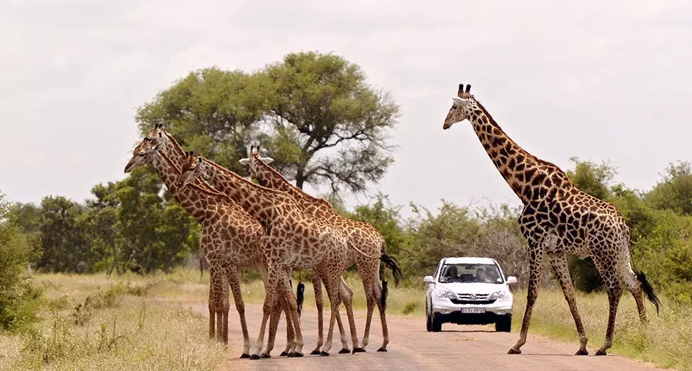 Safari ໃນອຸທະຍານແຫ່ງຊາດ Krüger ຂອງອາຟຣິກາໃຕ້