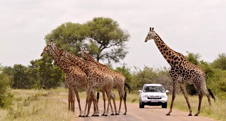 Safari u nacionalnom parku Krüger u Južnoj Africi