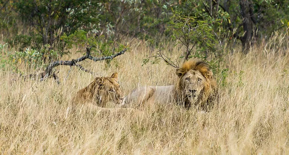 Eine Safari im südafrikanischen Krüger Nationalpark 1414_3