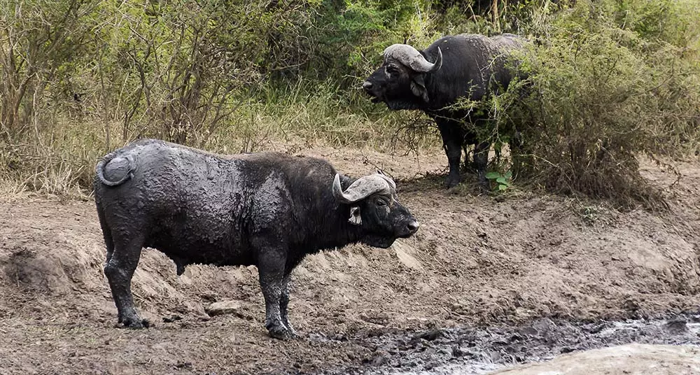 Eine Safari im südafrikanischen Krüger Nationalpark 1414_4