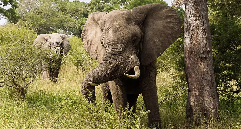 Eine Safari im südafrikanischen Krüger Nationalpark 1414_5