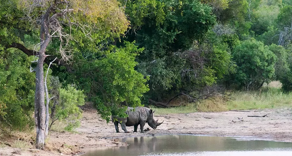 Eine Safari im südafrikanischen Krüger Nationalpark 1414_6