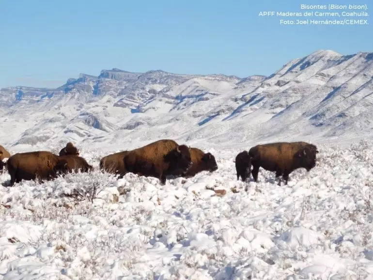 Amerikansk bison Coahuila Mexico1