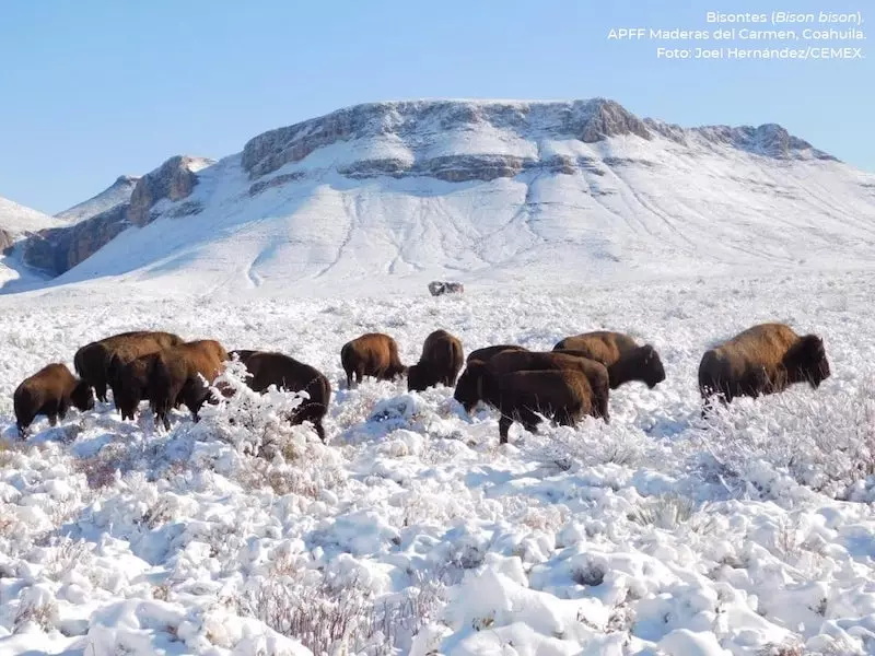 Selepas 100 tahun tidak hadir, bison Amerika kembali ke Mexico 14178_2