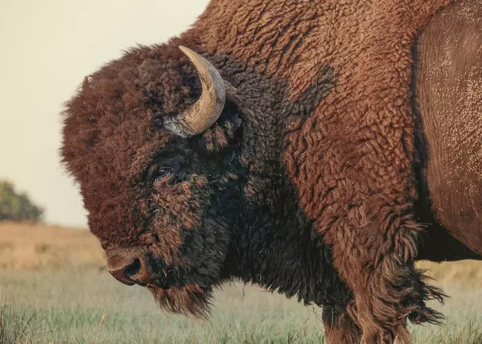 Bison