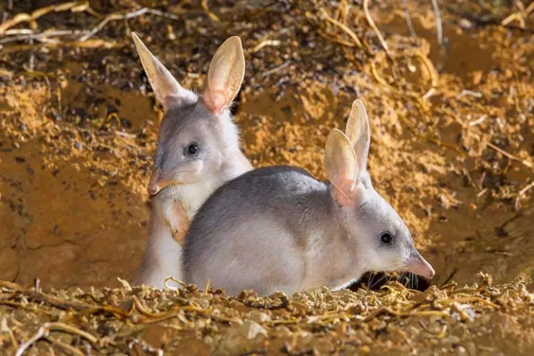 pli maljuna bilby