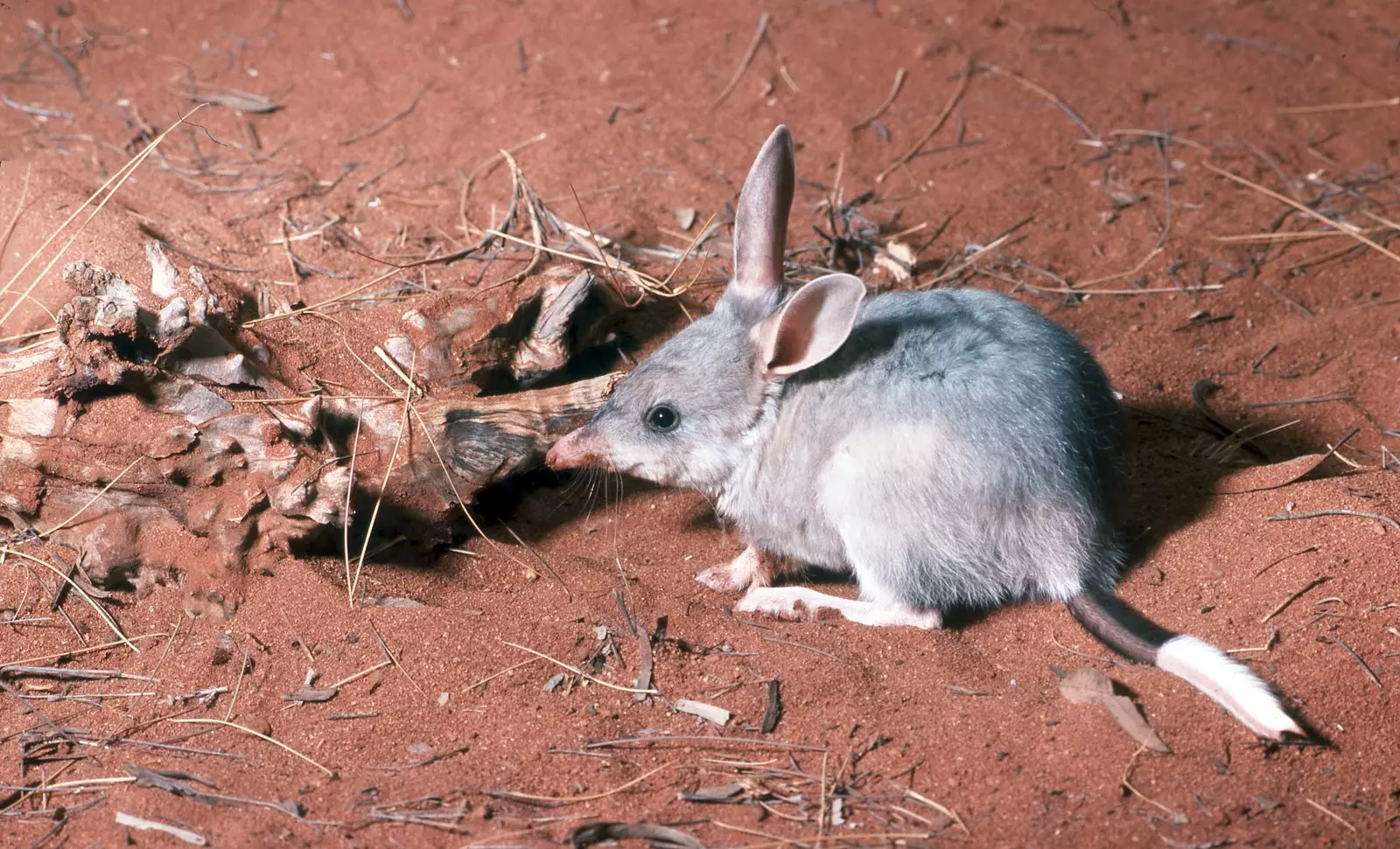 bilby mzee