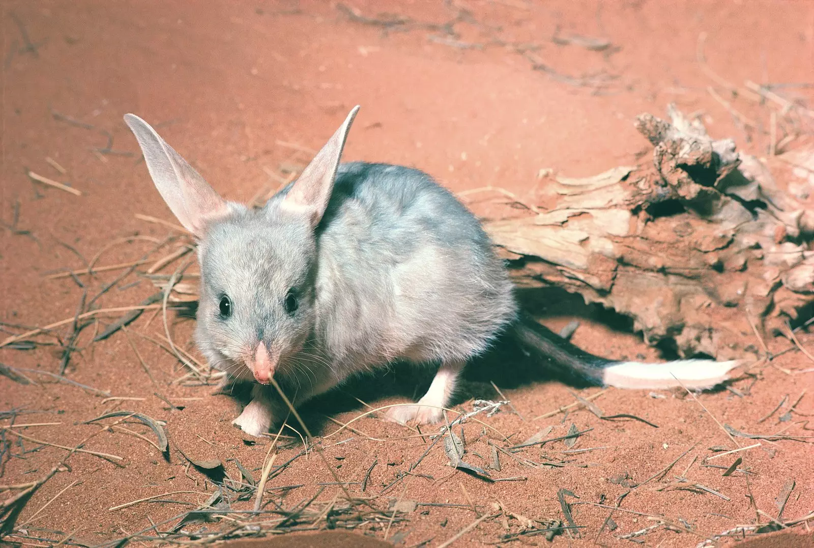 pli maljuna bilby