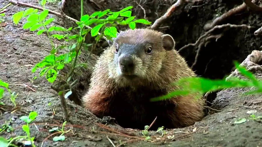 Groundhog දිනය යනු කුමක්ද සහ එය සමරන්නේ කෙසේද? 14208_2