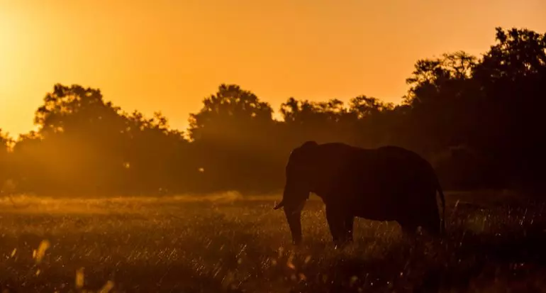 Igalari yeefoto | Iinyani ezili-10 malunga neendlovu