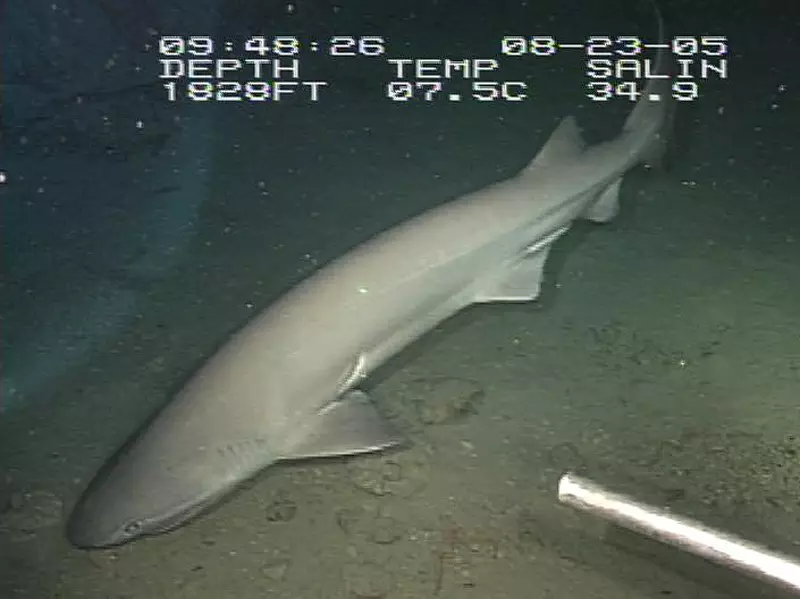 comb shark