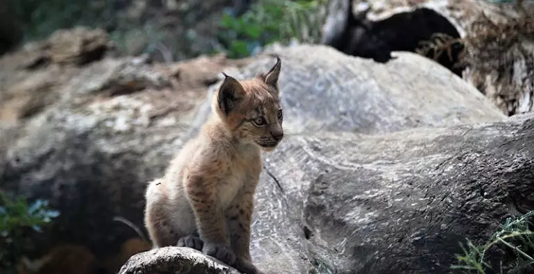 lynx wakhanda wa Catalan Pyrenees