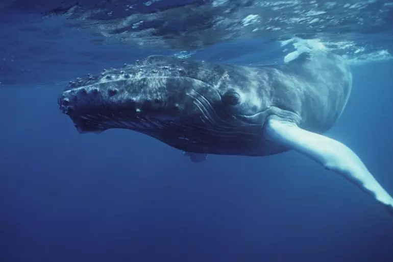 Ang kanta ng mga humpback whale