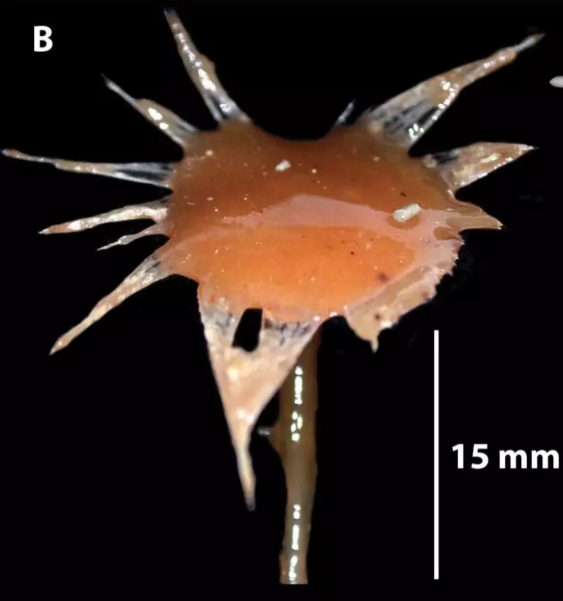 sponge anụ anụ