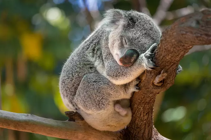 Koala