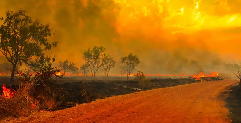 koala fire australia