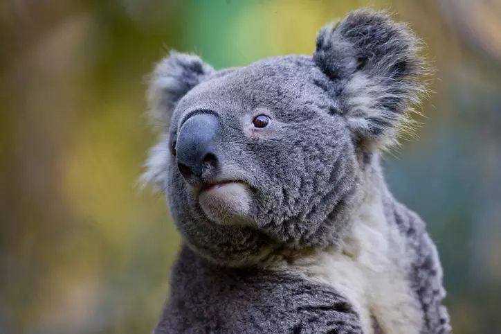 koala