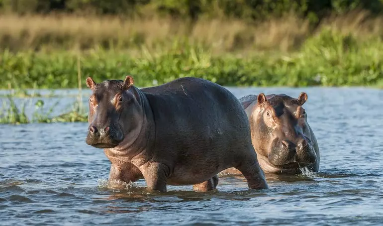 Hippos Pablo Escobar