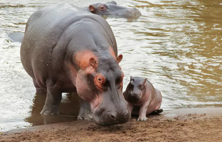 pablo escobar hippos