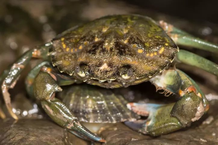 kepiting hijau