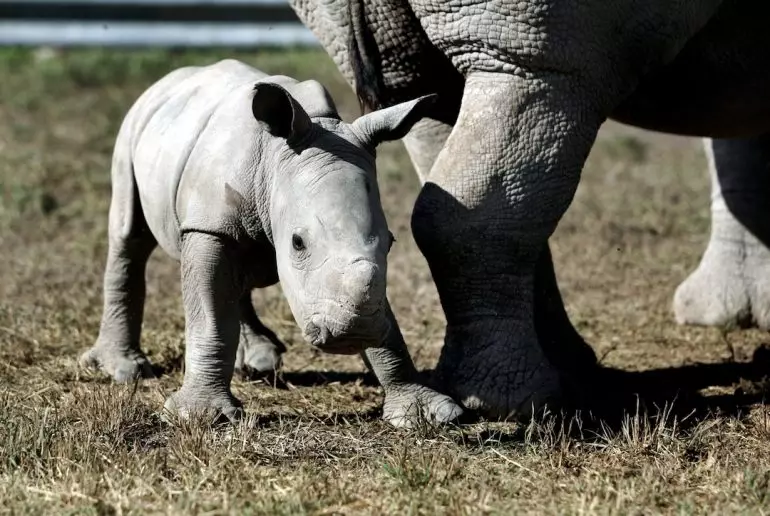 Légaliser la vente de corne de rhinocéros ?