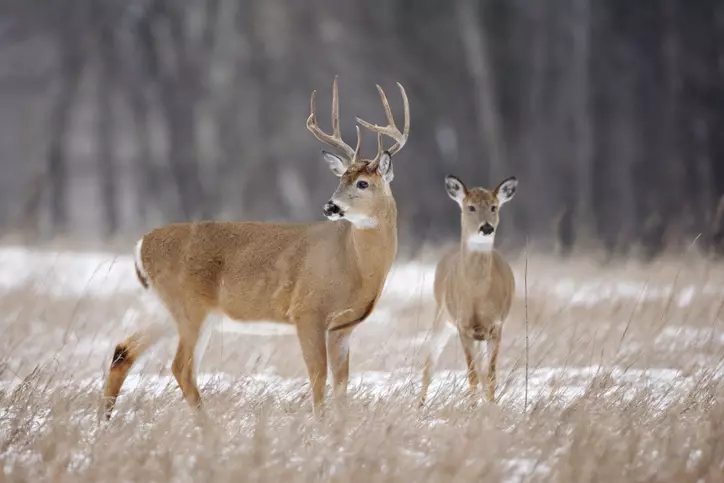 ċriev whitetail